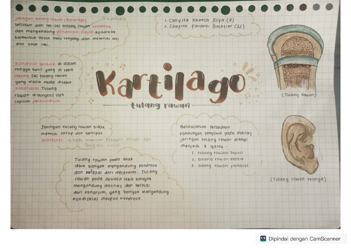 Mind map Tulang (XI 8) - Biology - Studocu