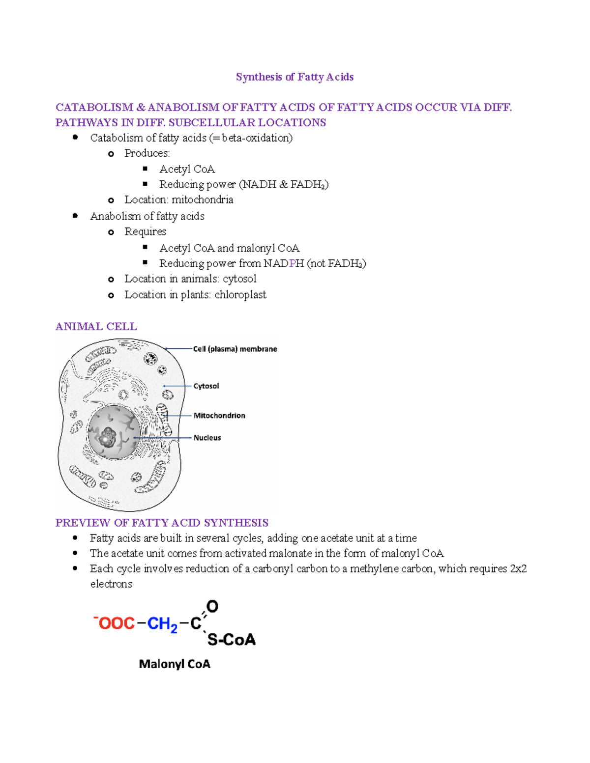 Synthesis of Fatty Acids - Synthesis of Fatty Acids CATABOLISM ...
