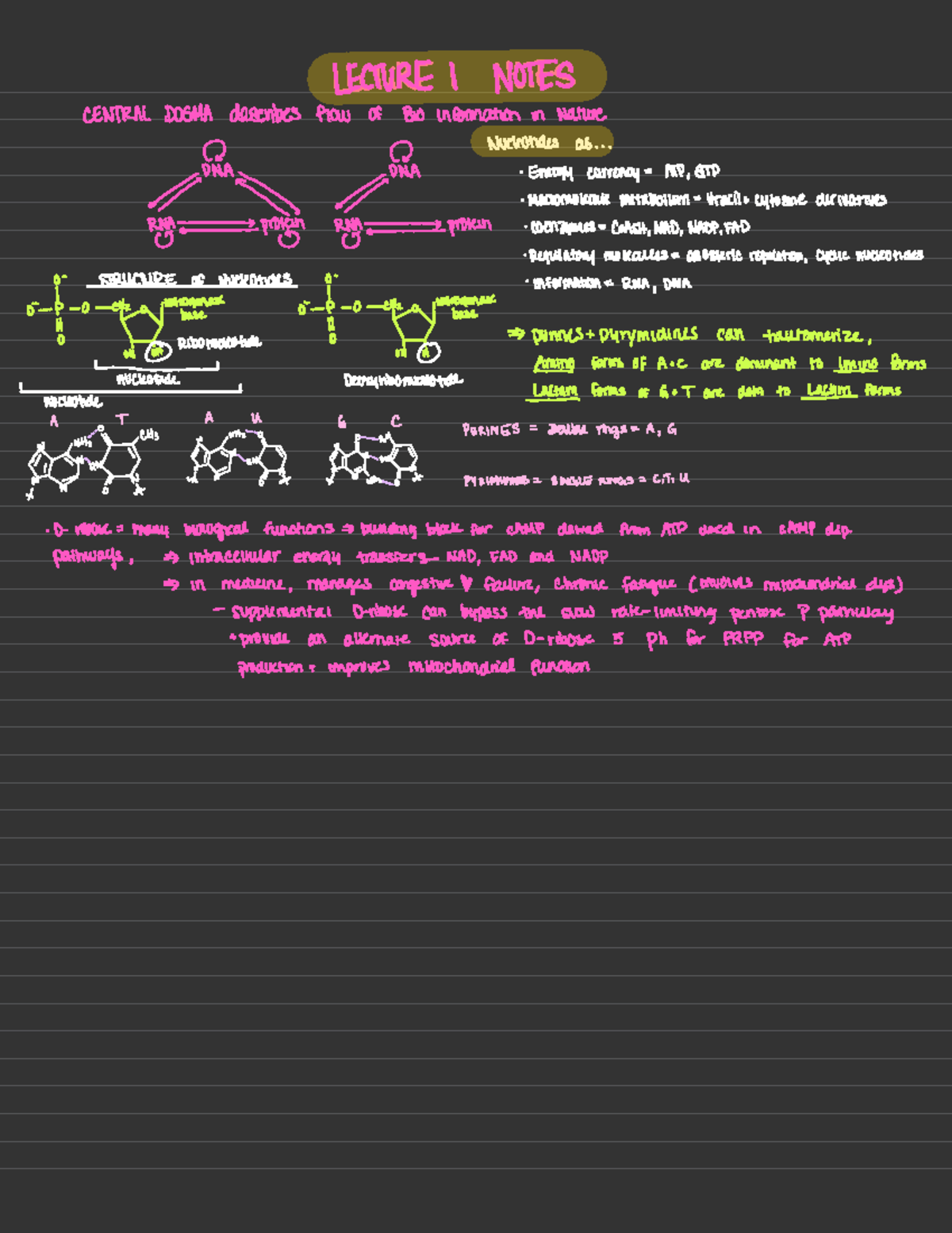 Central Dogma of Bio Information: Nucleotides DNA RNA Structure - Studocu