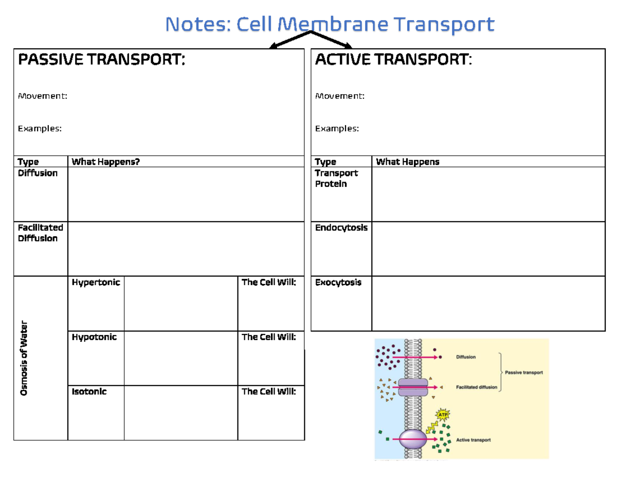 Jackson Helmly - Notes - Cell Membrane Transport - Fallings - Notes ...