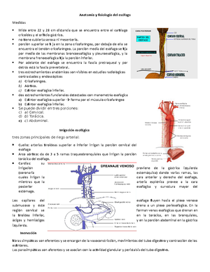 Irrigación DEL TUBO Digestivo - IRRIGACIÓN ARTERIAL DEL APARATO ...