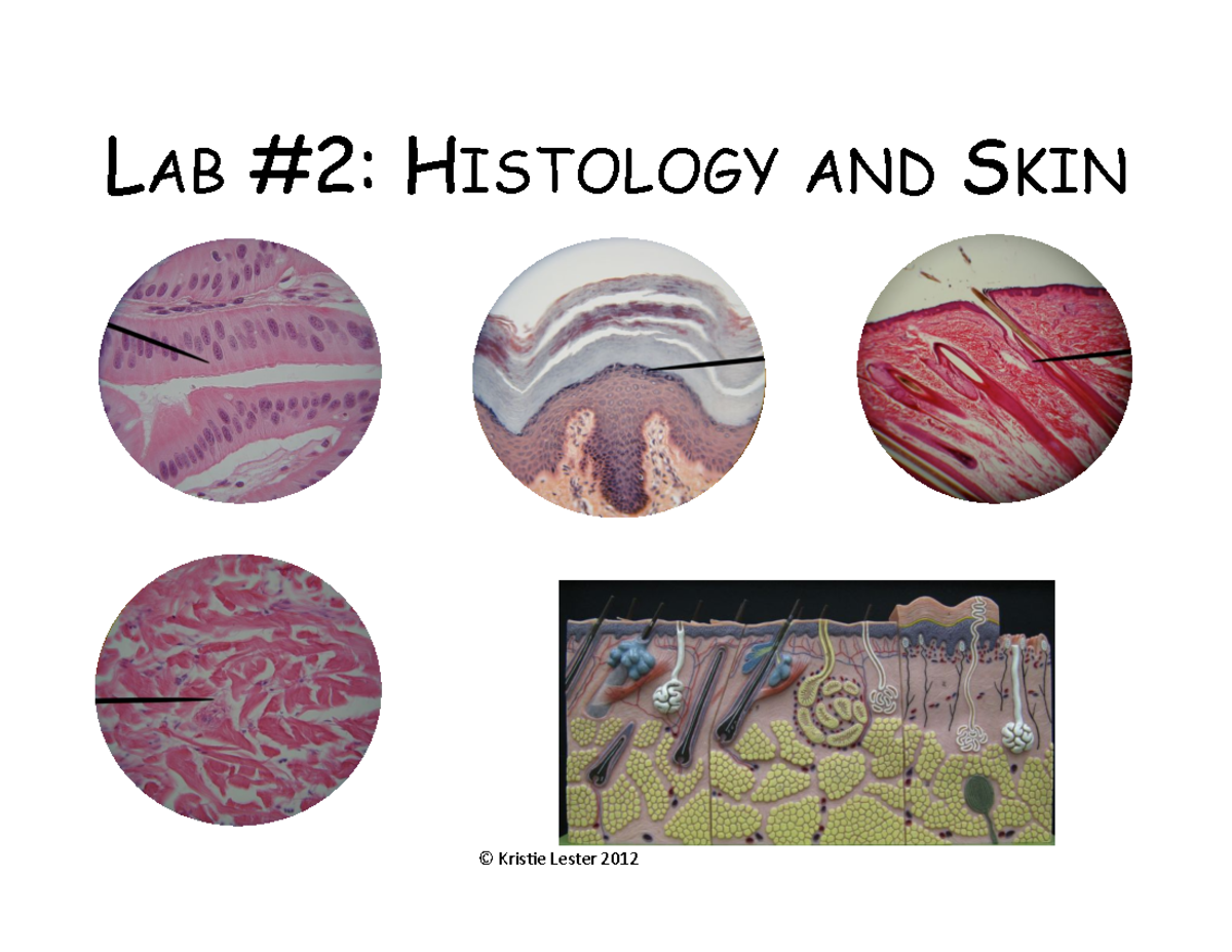 BIOL1410 Lab2 Review - Anatomy of the Human body - LAB #2: HISTOLOGY ...