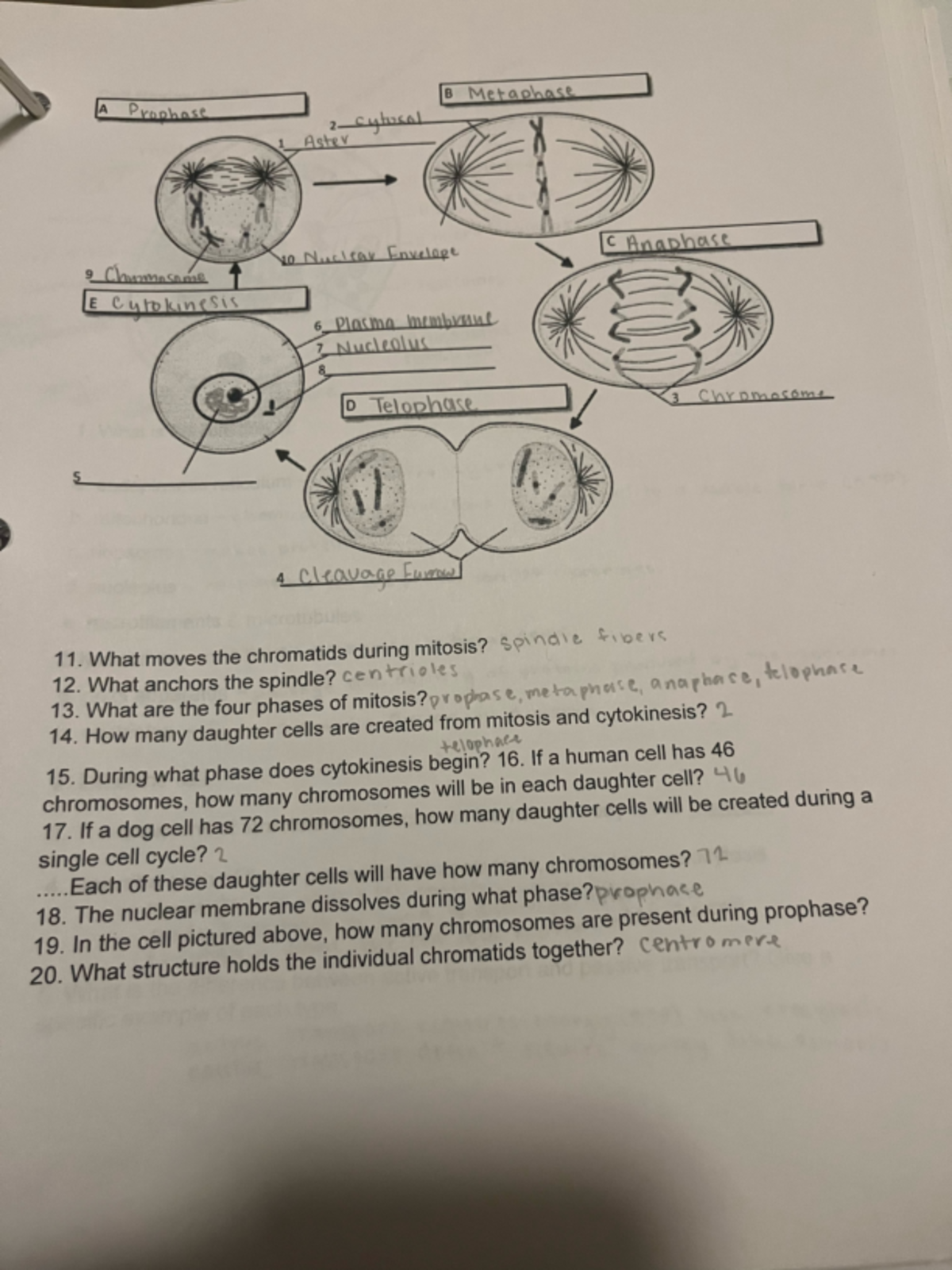 Biology ap 10 - Studocu