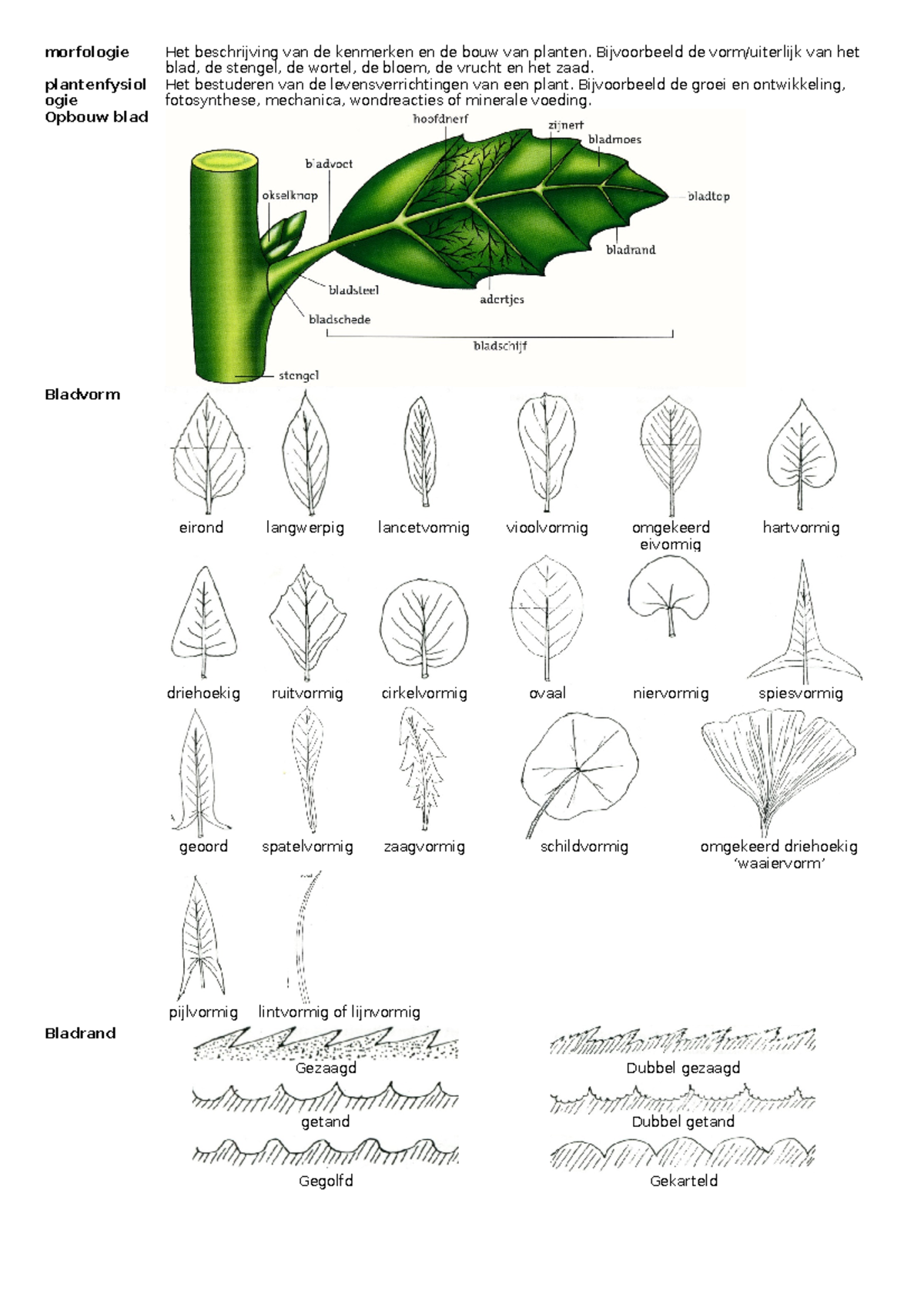 Samenvatting Periode 1 Morfologie - morfologie Het beschrijving van de ...