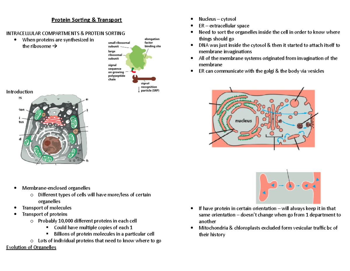 Protein Sorting & Transport (Transport into the nucleus, Transport into ...