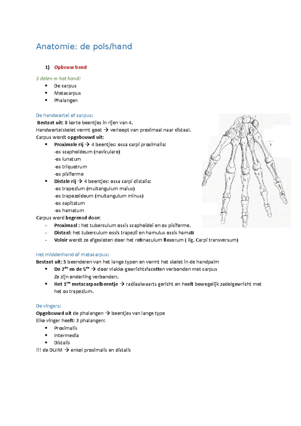 Anatomie-hand - PEME functionele anatomie hand spieren+botstructuren ...