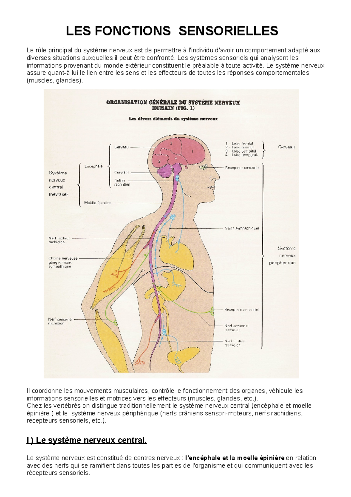 Système nerveux SVT (cours de sciences) - LES FONCTIONS SENSORIELLES Le ...