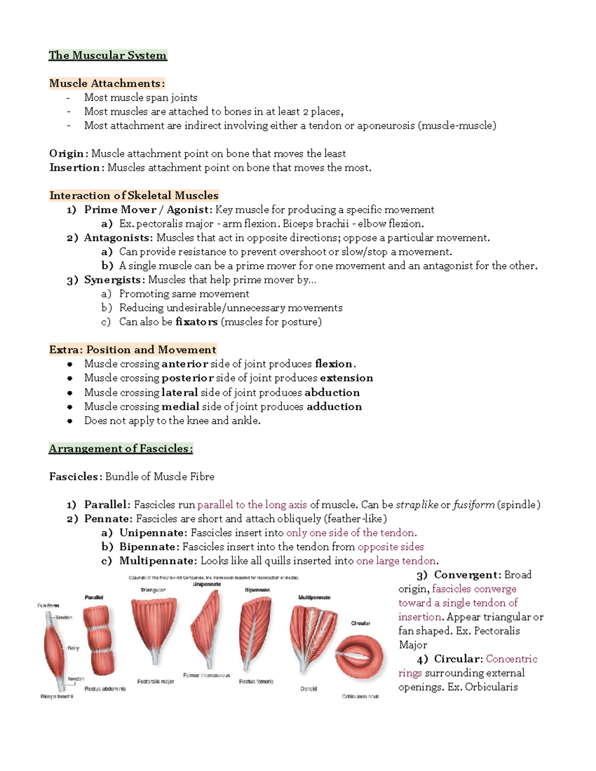 ANP1111 A - Course Note Muscles - The Muscular System Muscle ...