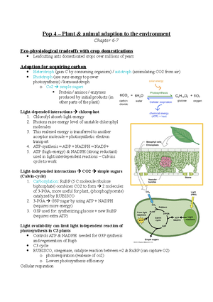 Symbiose hos svampe: Lav, Arbuskulær Mykorrhiza & Ektomykorrhiza ...