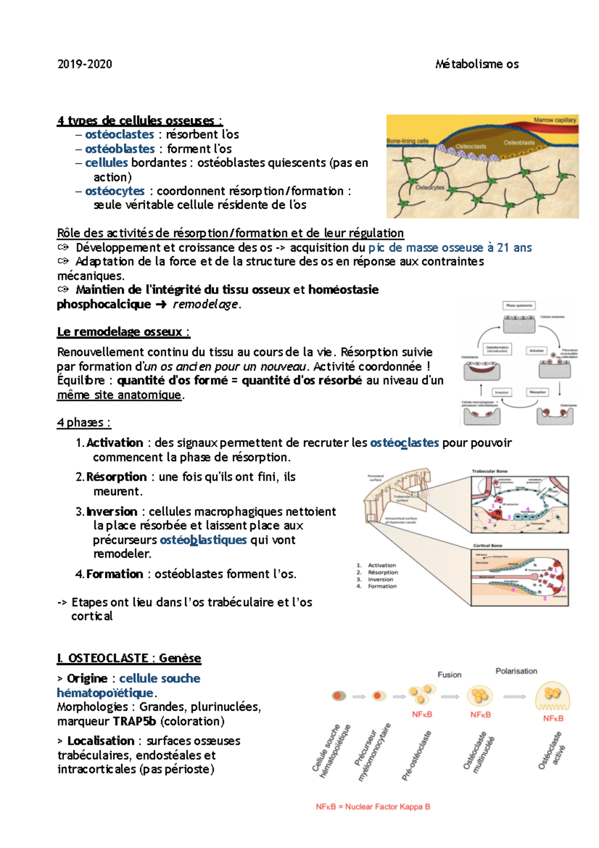 Métab osseux types cellules - Warning: Error during font loading: XMLHttpRequest is not defined ...