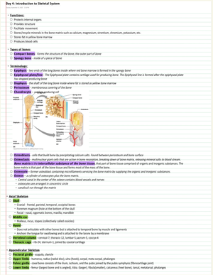Introduction to the Skeletal System - BIOL 102LF - Studocu