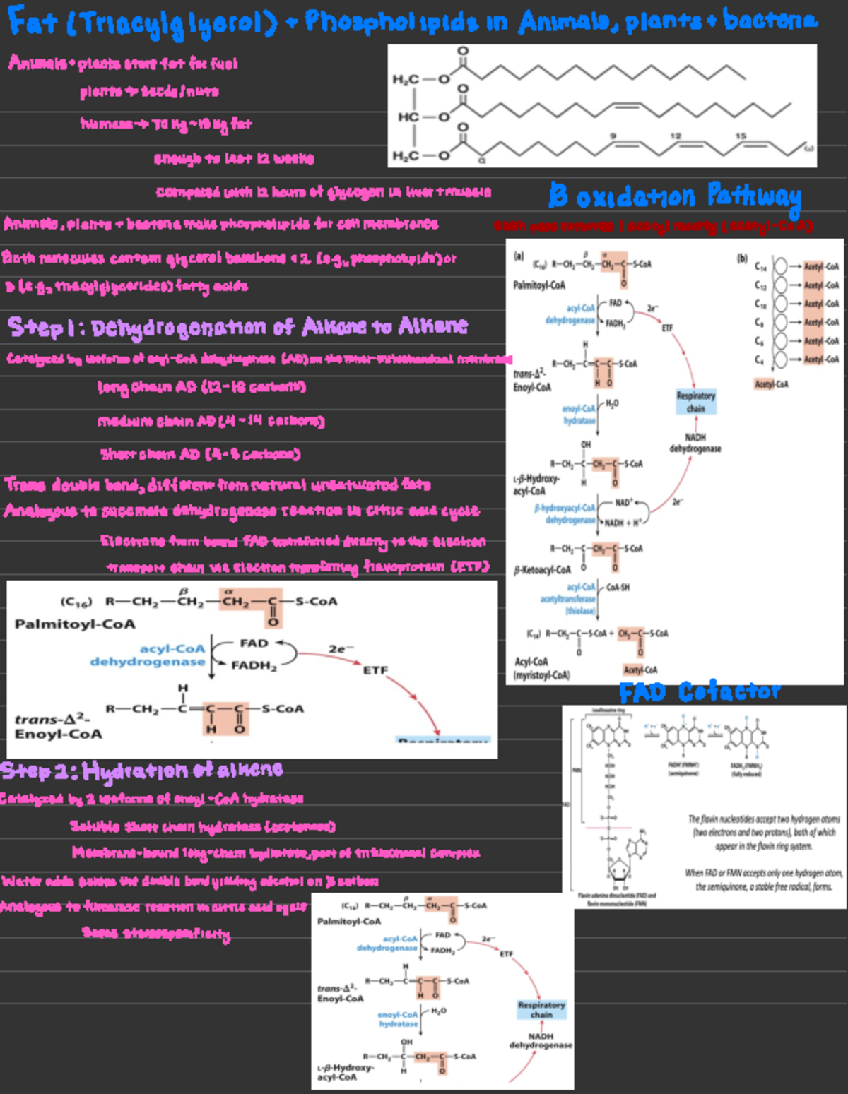 Module 9 Lesson 2 B oxidation Pathway - Fat ####### ( Trlacylglyero 1 ...