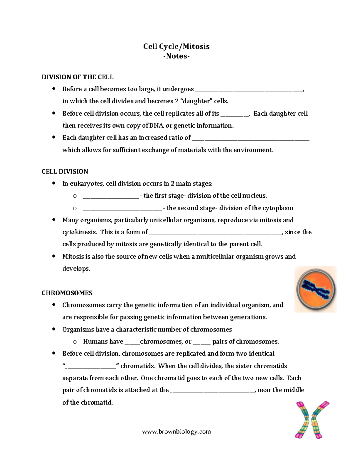 Accel Cell Cycle Notes - Cell Cycle/Mitosis -Notes- DIVISION OF THE ...