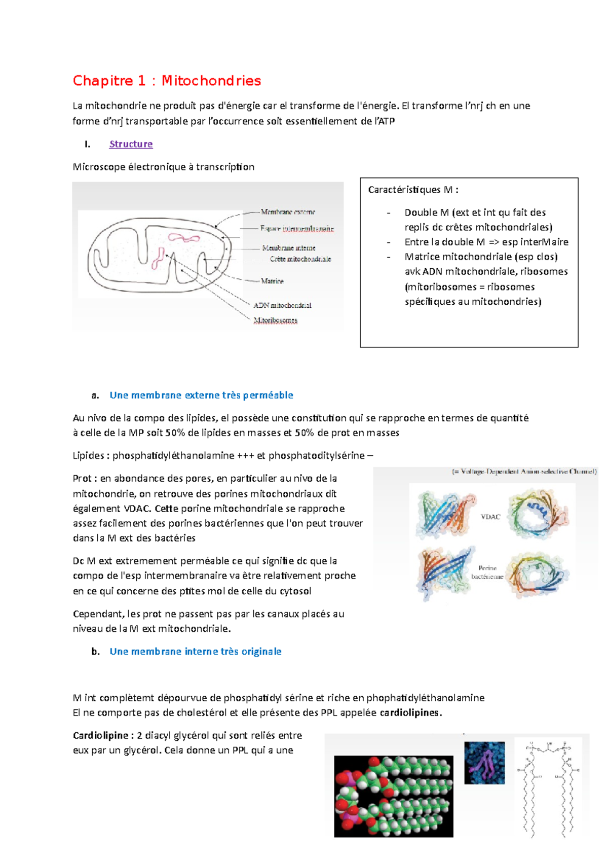 Mitochondries - cours de M. bassaglia - Chapitre 1 : Mitochondries La ...