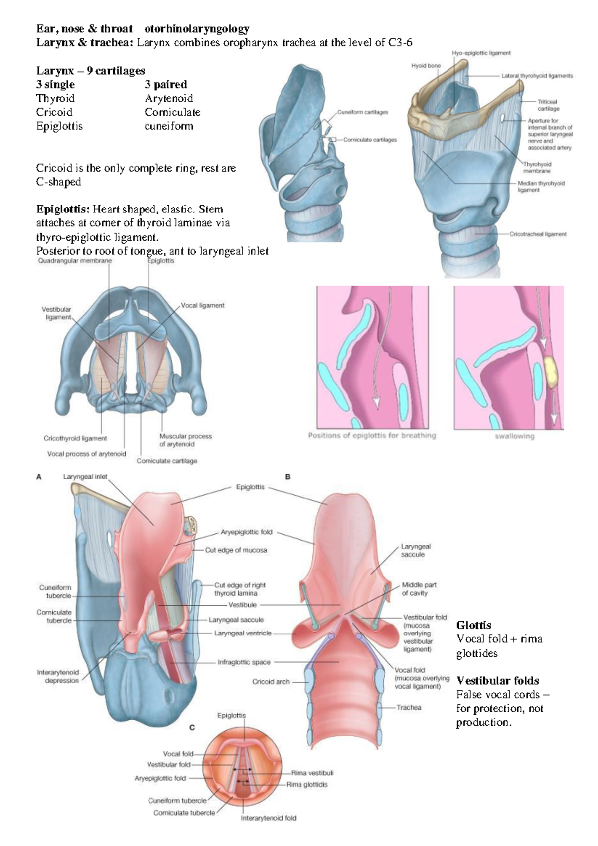 Ear, nose & throat - Includes anatomy, physiology and pathologies of ...