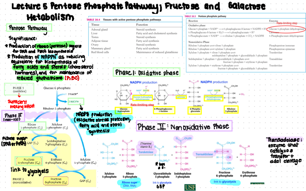 Lecture 5 Review - Block 2 - Lecture 5 Pentose phosphate Pathway ...