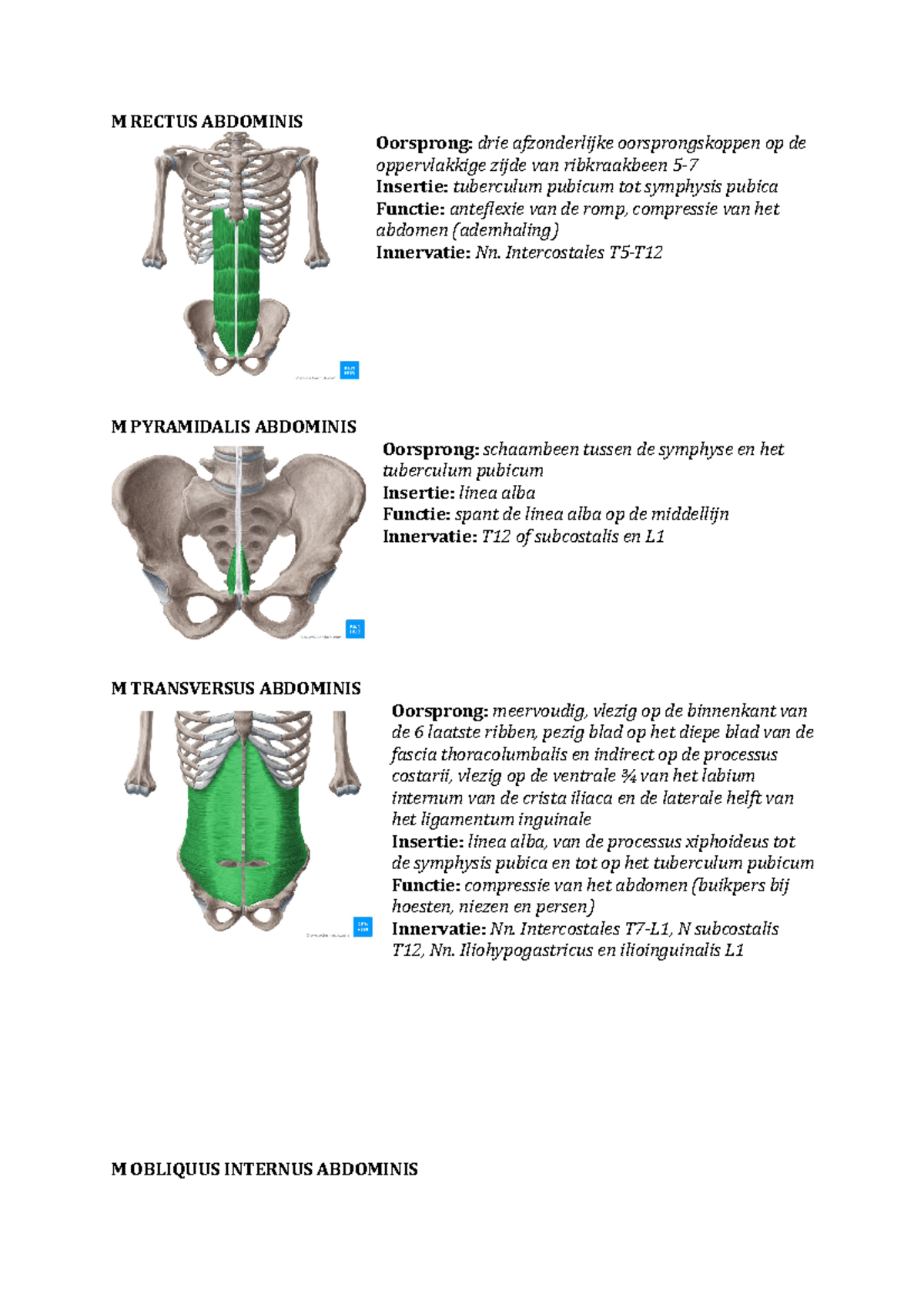 Spierkaartjes - alle spieren uit anatomie 2 - M RECTUS ABDOMINIS ...