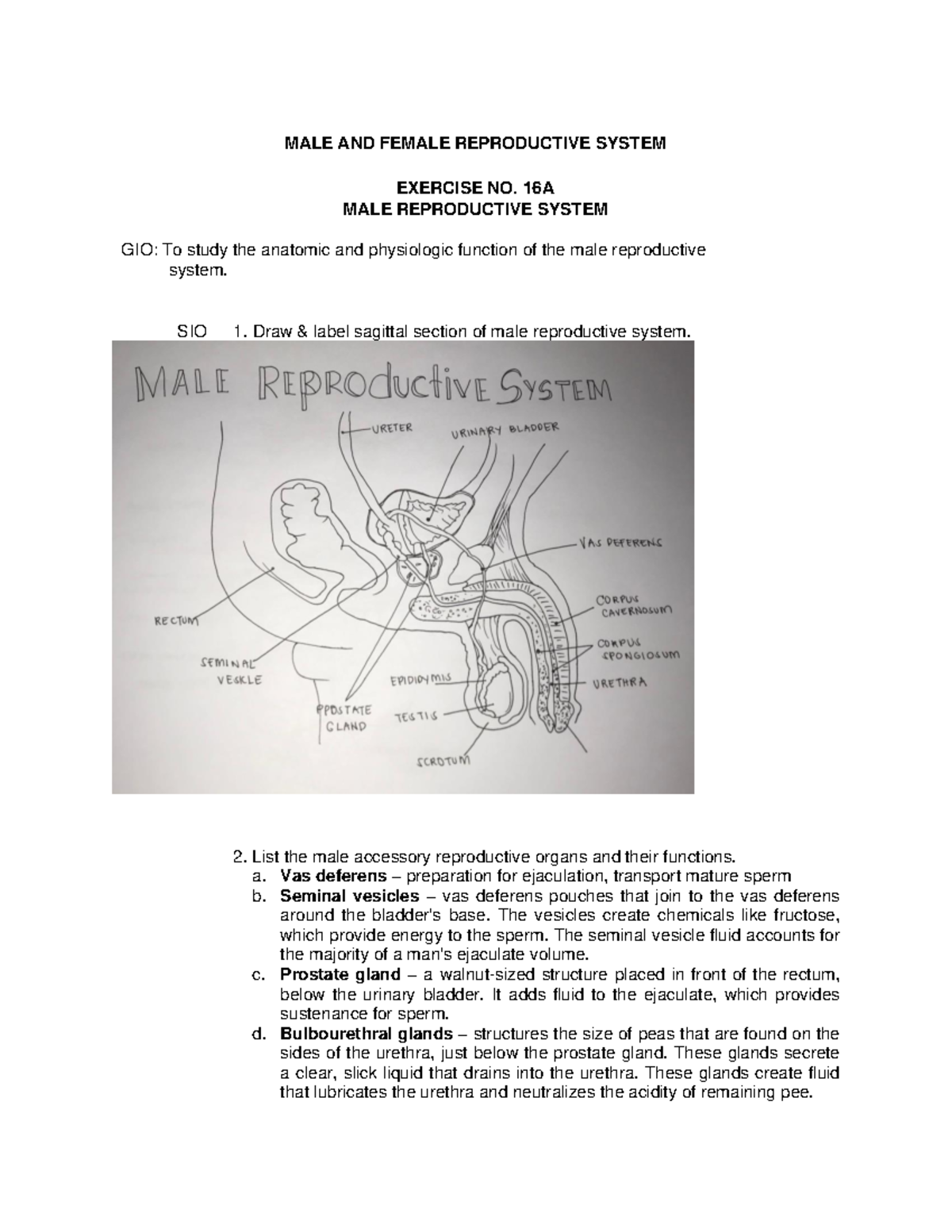 ( Anatomy & Physiology) Reproductive System (Male & Female) - MALE AND ...