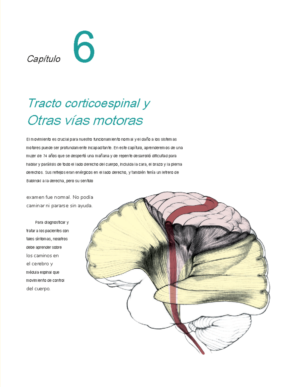 Capítulo 6 - Blumenfeld - Capítulo 6 Tracto corticoespinal y Otras vías ...