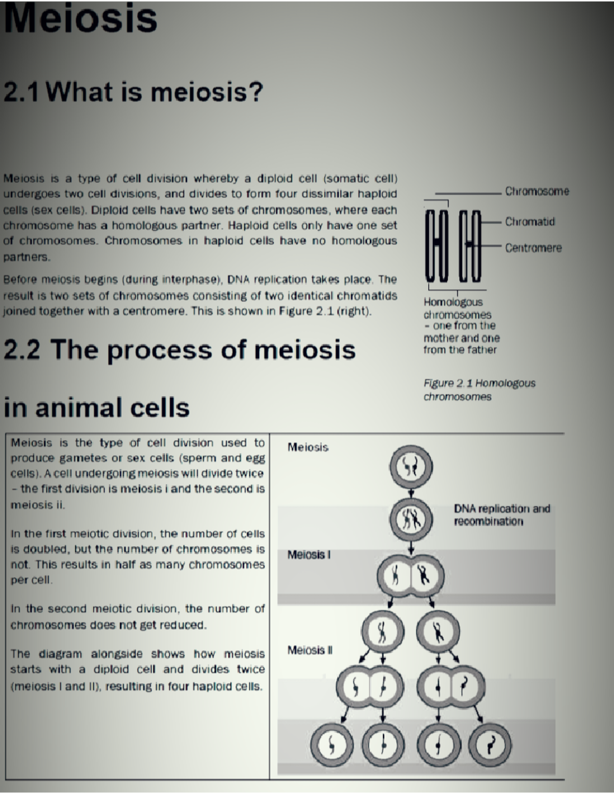 science grade 12 notebook learns guide m - Meiosis 2 What is meiosis ...