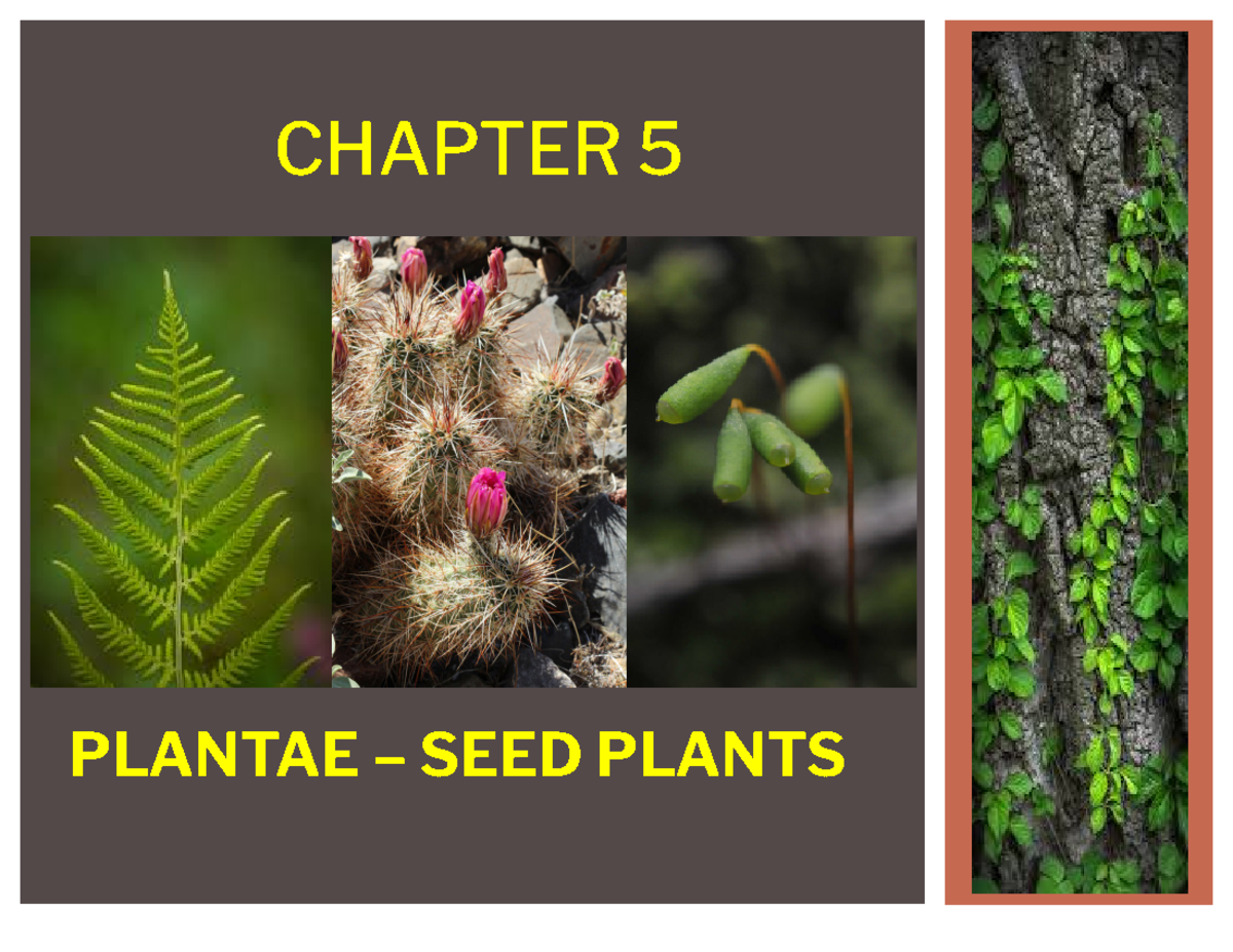 Chapter 6 - Plantae PART 3 - PLANTAE – SEED PLANTS CHAPTER 5 • To ...
