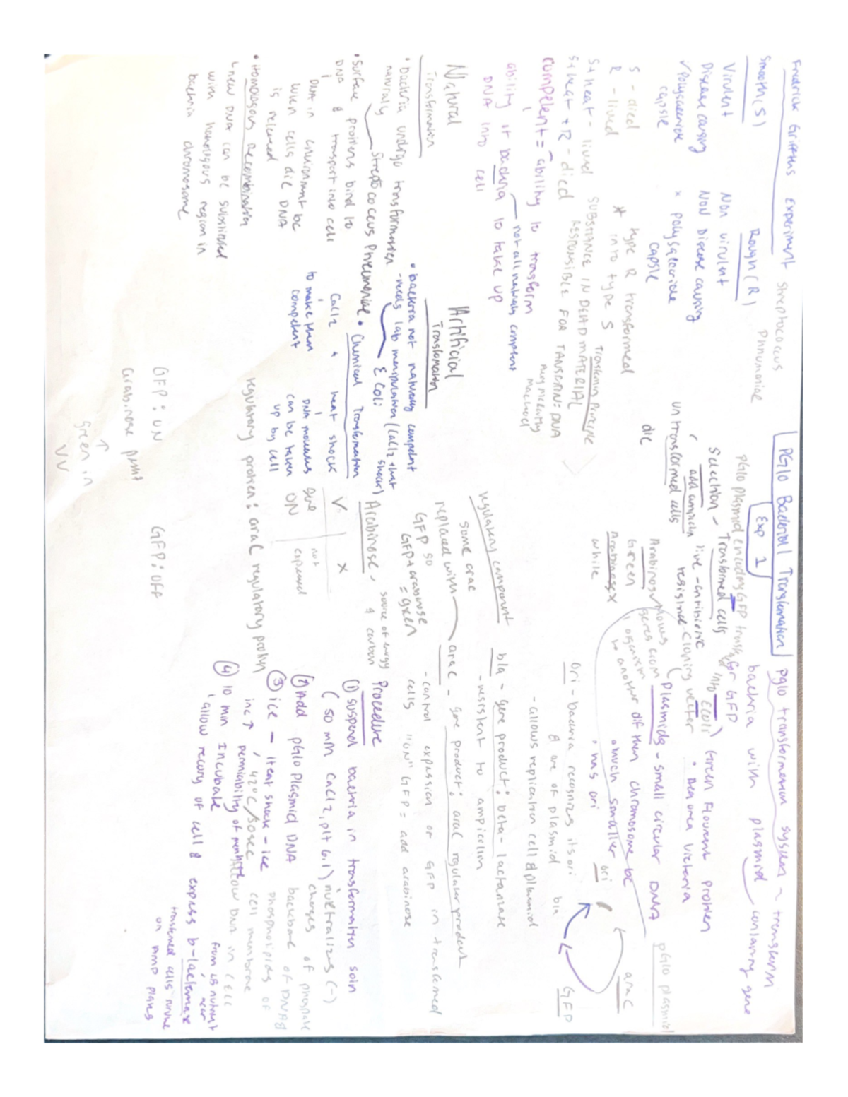 P Glo lab- learning objectives map - BIOL 230W - Studocu