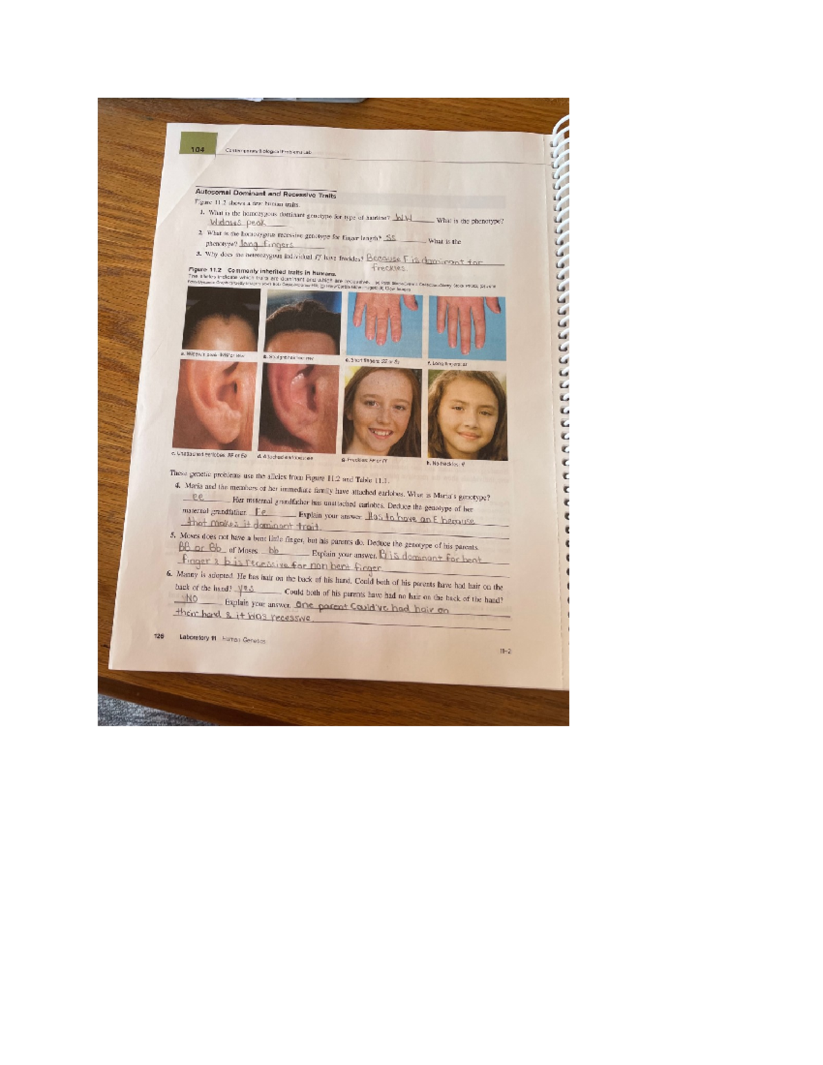 Human Genetics Lab - BIO210 - Studocu