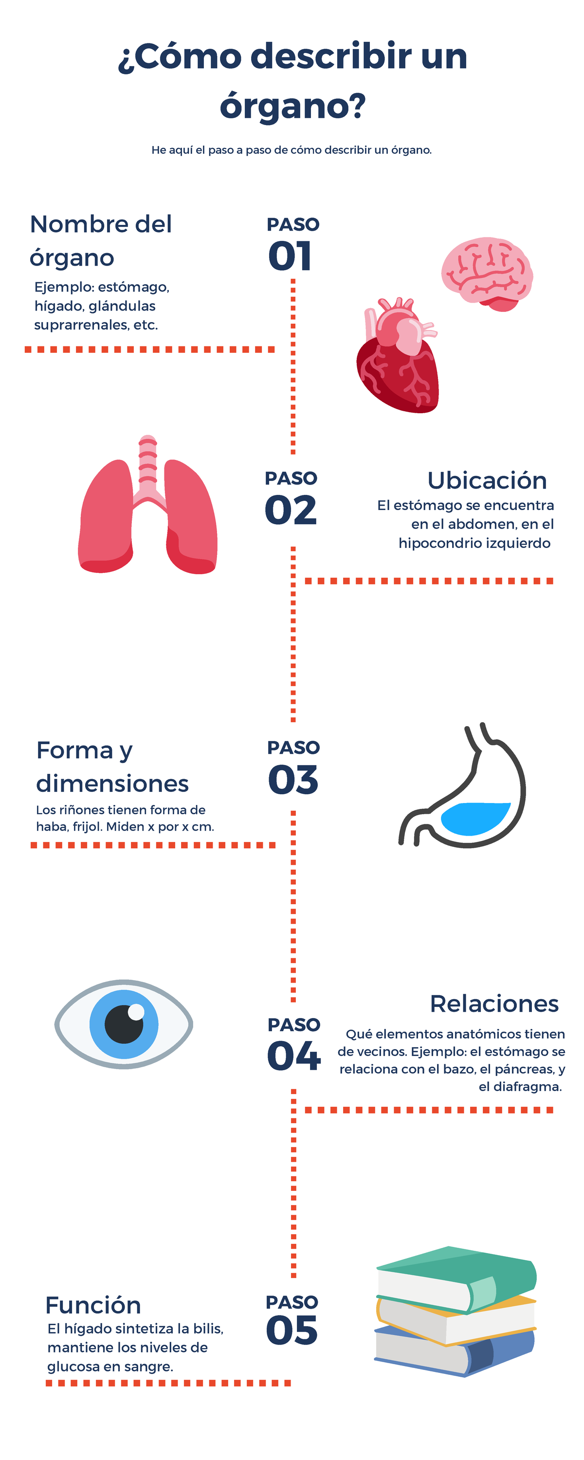 Describir órganos 2 - anatomo histologia - ¿Cómo describir un órgano ...