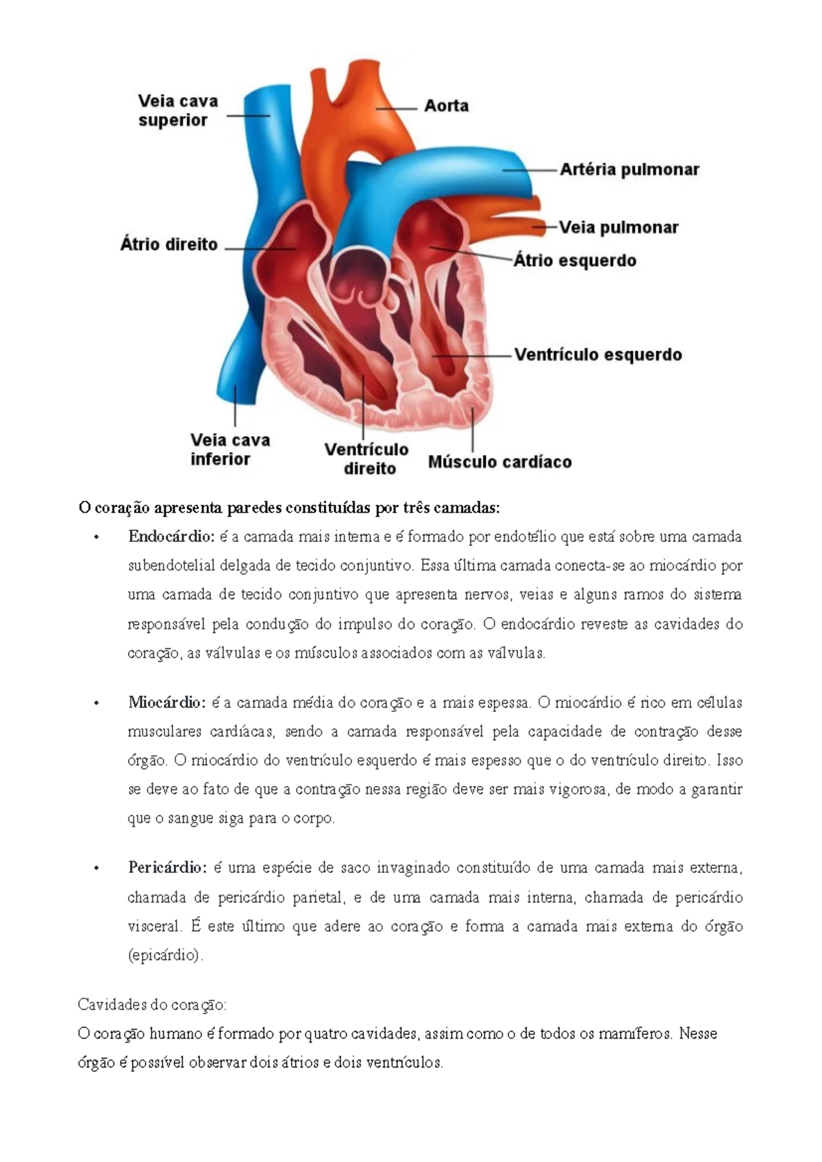 Anatomia DO Coracao - O coração apresenta paredes constituídas por três ...