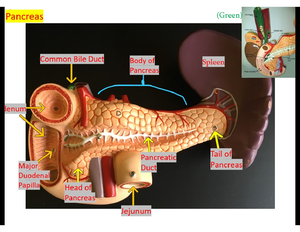 Cell Parts Worksheet - BIOL 2401 - Studocu