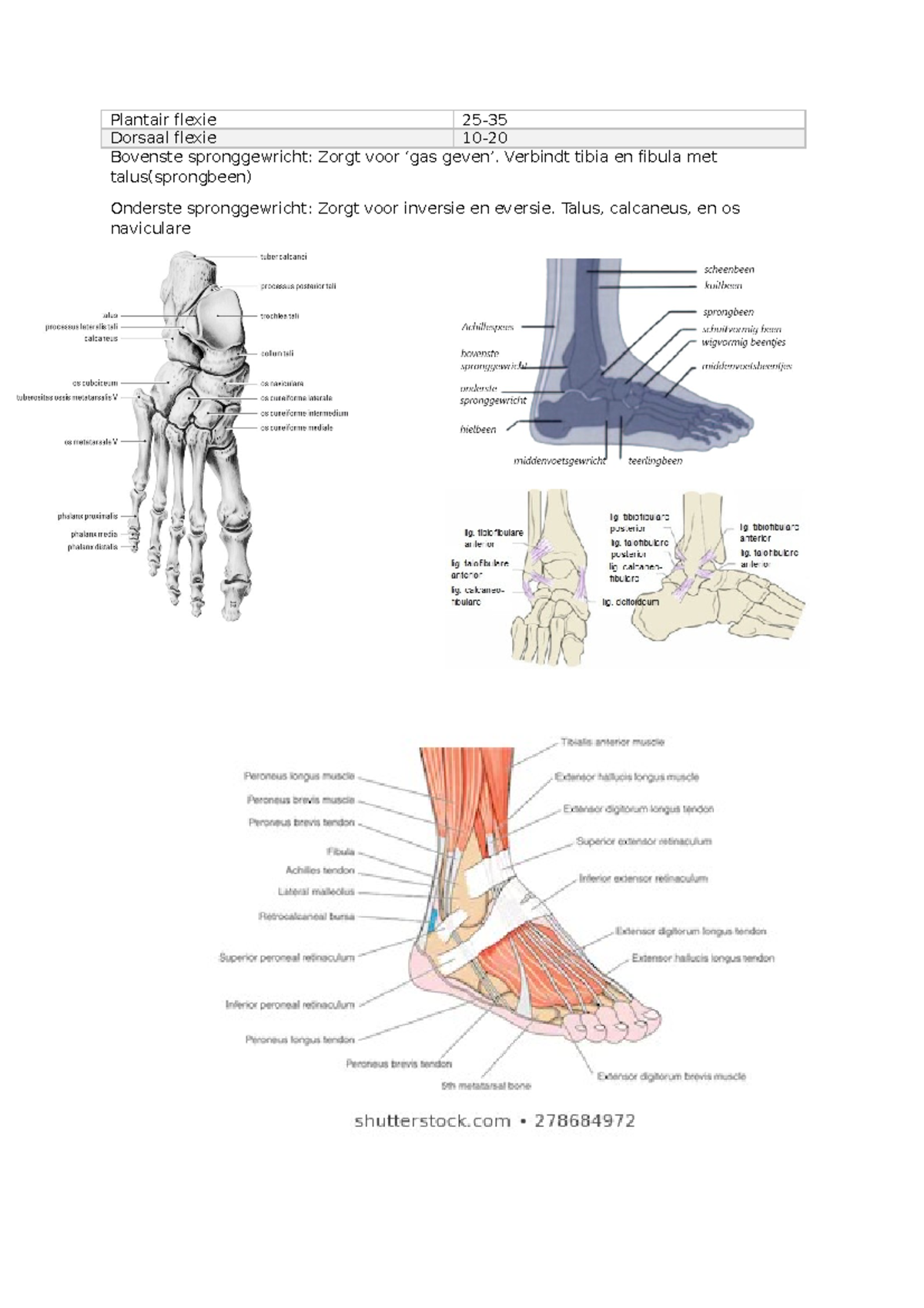 Anatomie BLOK1 - Plantair flexie 25- Dorsaal flexie 10- Bovenste ...