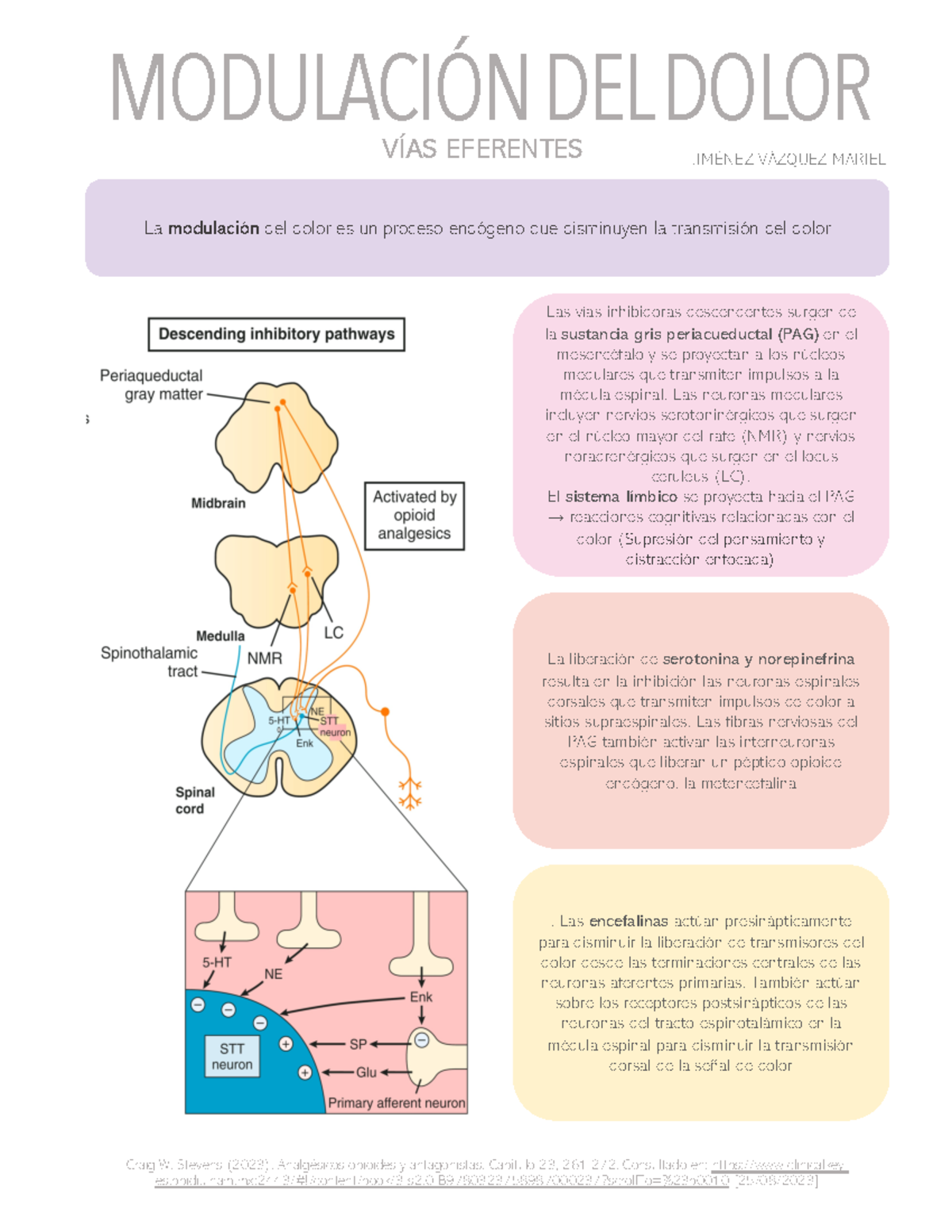 Modulación del dolor - MODULACIÓN DEL DOLOR VÍAS EFERENTES La ...