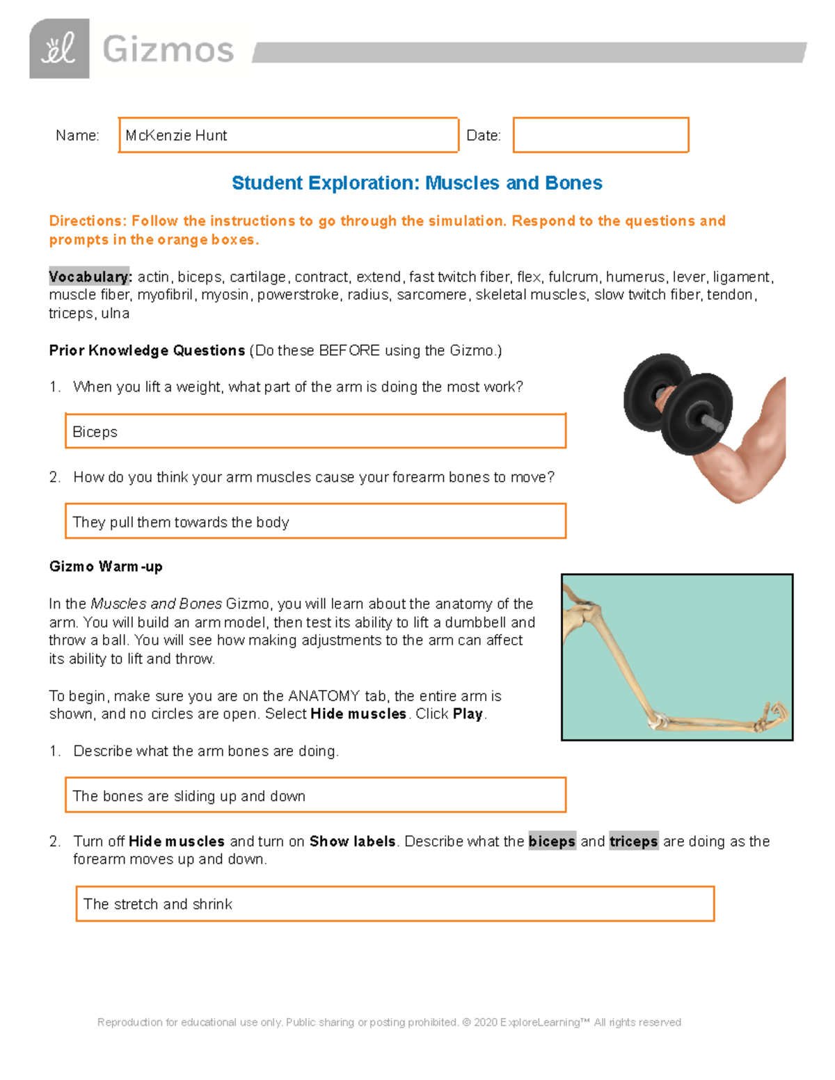 Muscles Bones Gizmos - Name: McKenzie Hunt Date: Student Exploration: Muscles and Bones ...