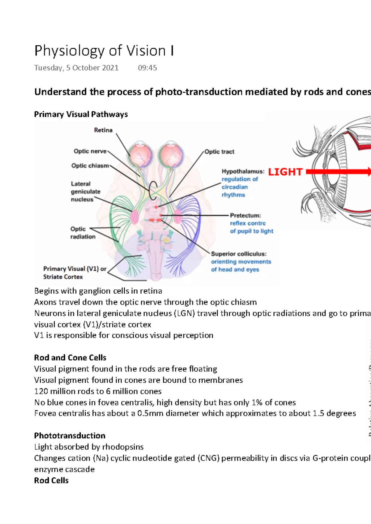 Physiology of Vision Part 1 - Understand the process of photo ...