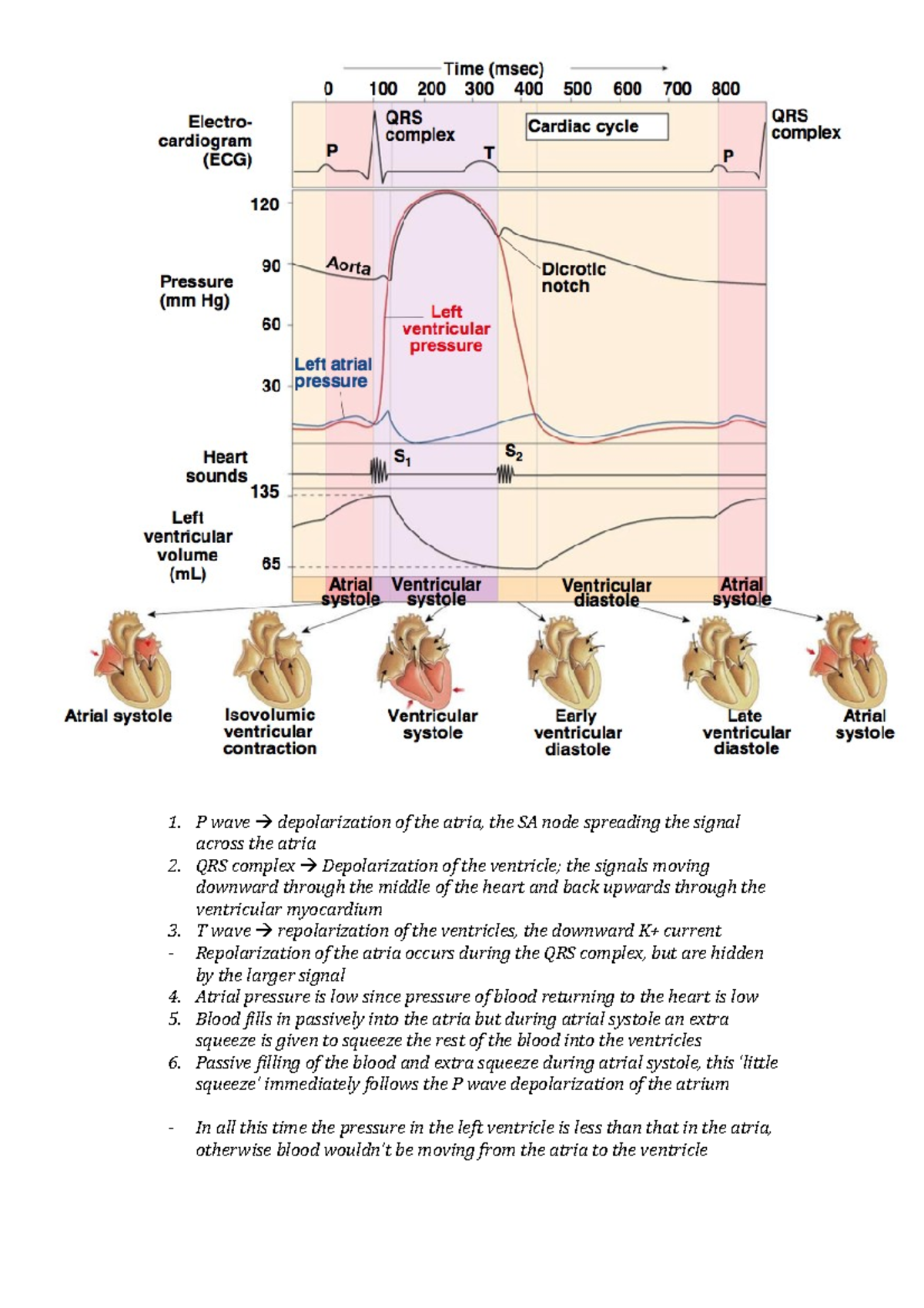 Summary - Summary of cardiac - 1. P wave depolarization of the atria ...