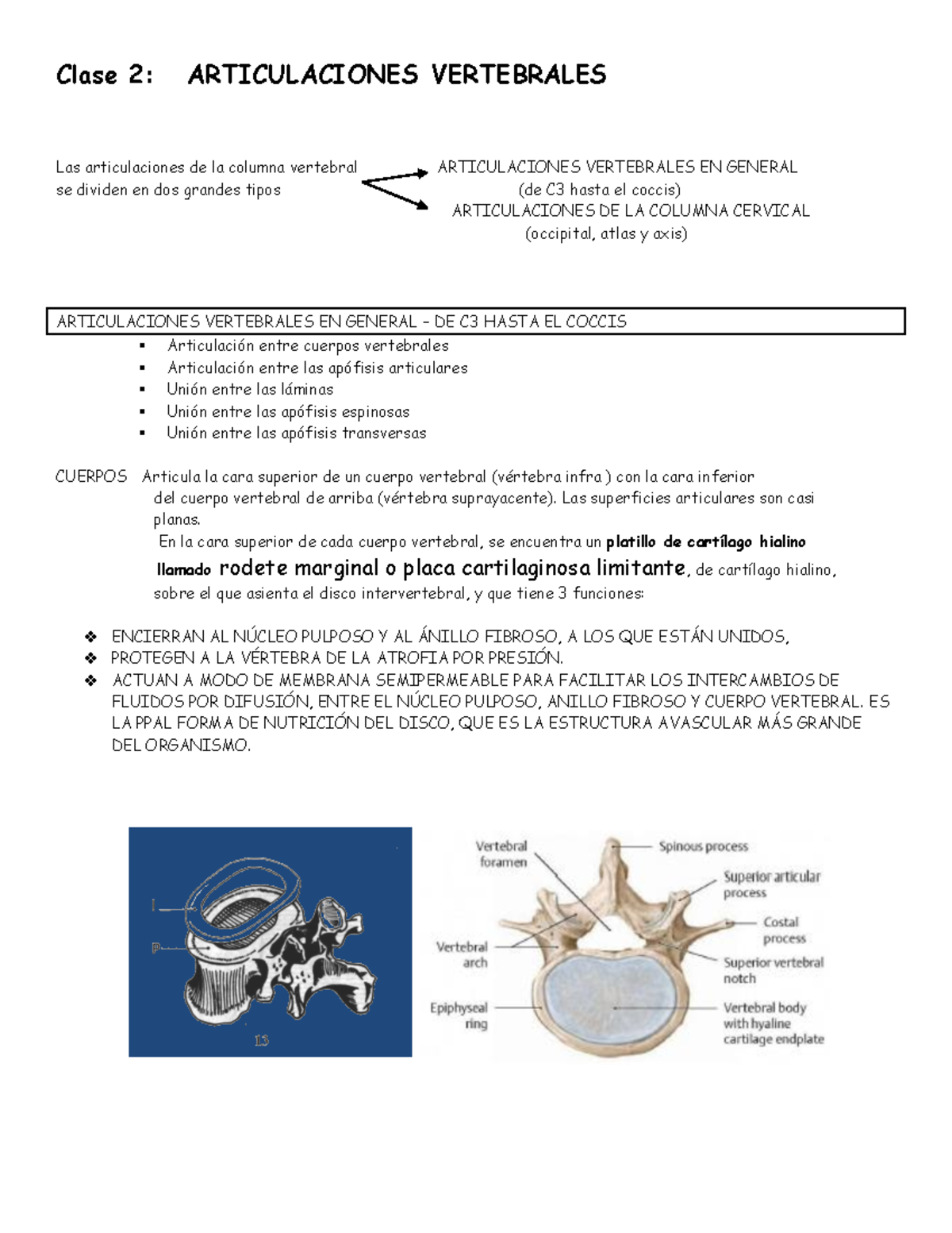 Clase 02-Articulaciones vertebrales - Clase 2: ARTICULACIONES ...
