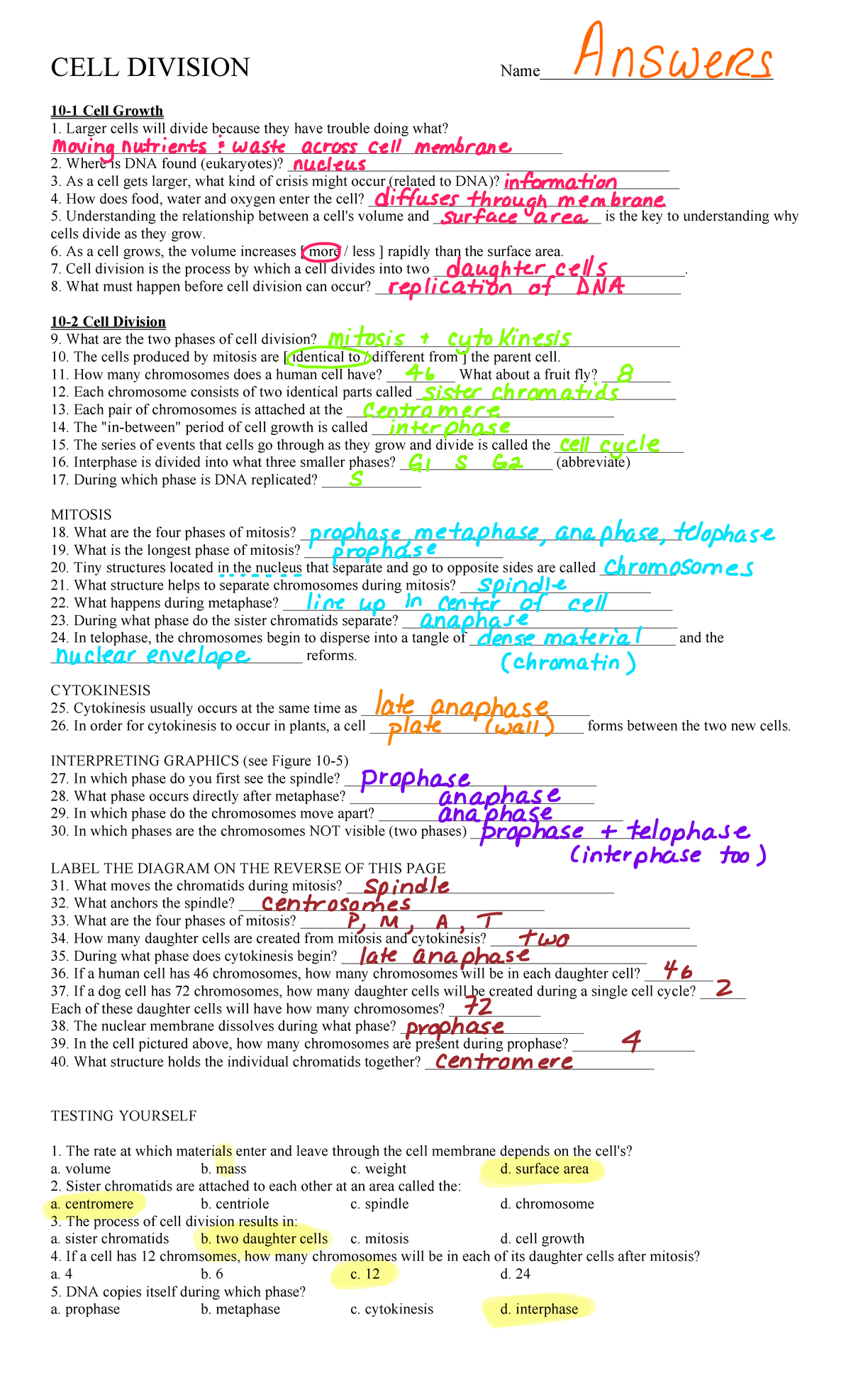 Cell-Division-Answers - CELL DIVISION Name ...