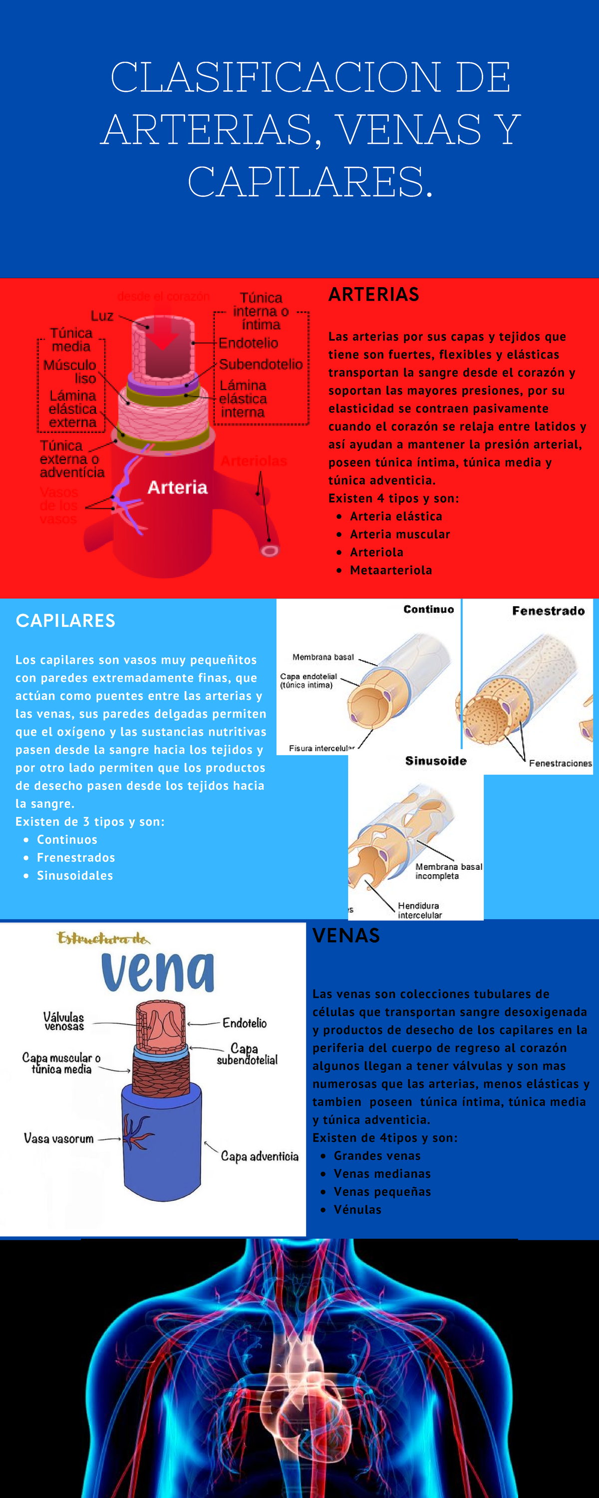 Las 8 Diferencias Entre Venas, Arterias Y Capilares – LGSGKM