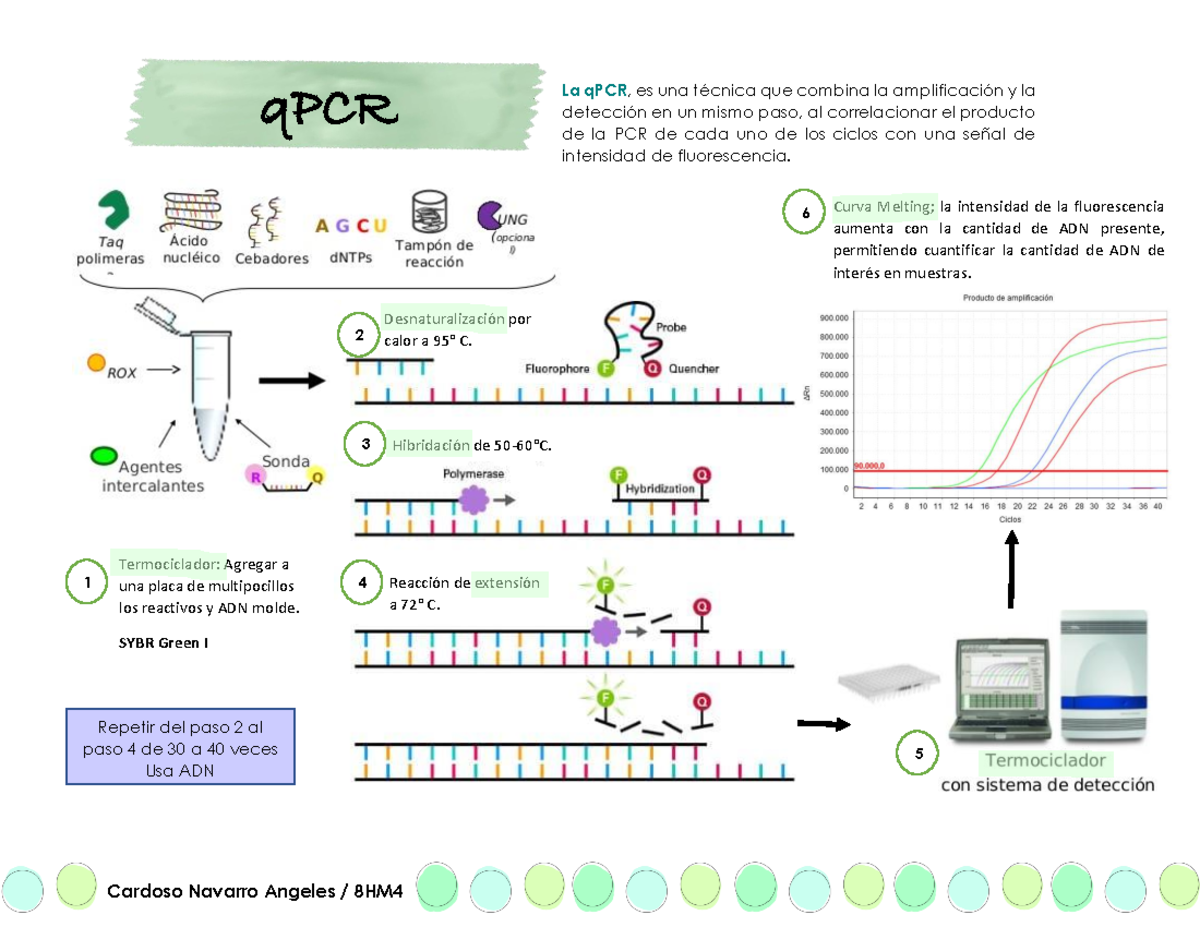 Diagrama Pcr En Tiempo Real