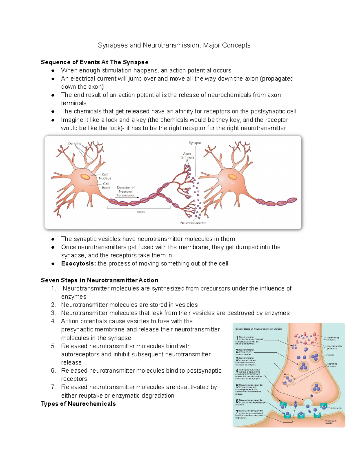 Lecture 3 Notes - Dr. Mandy Wintink - Synapses and Neurotransmission ...