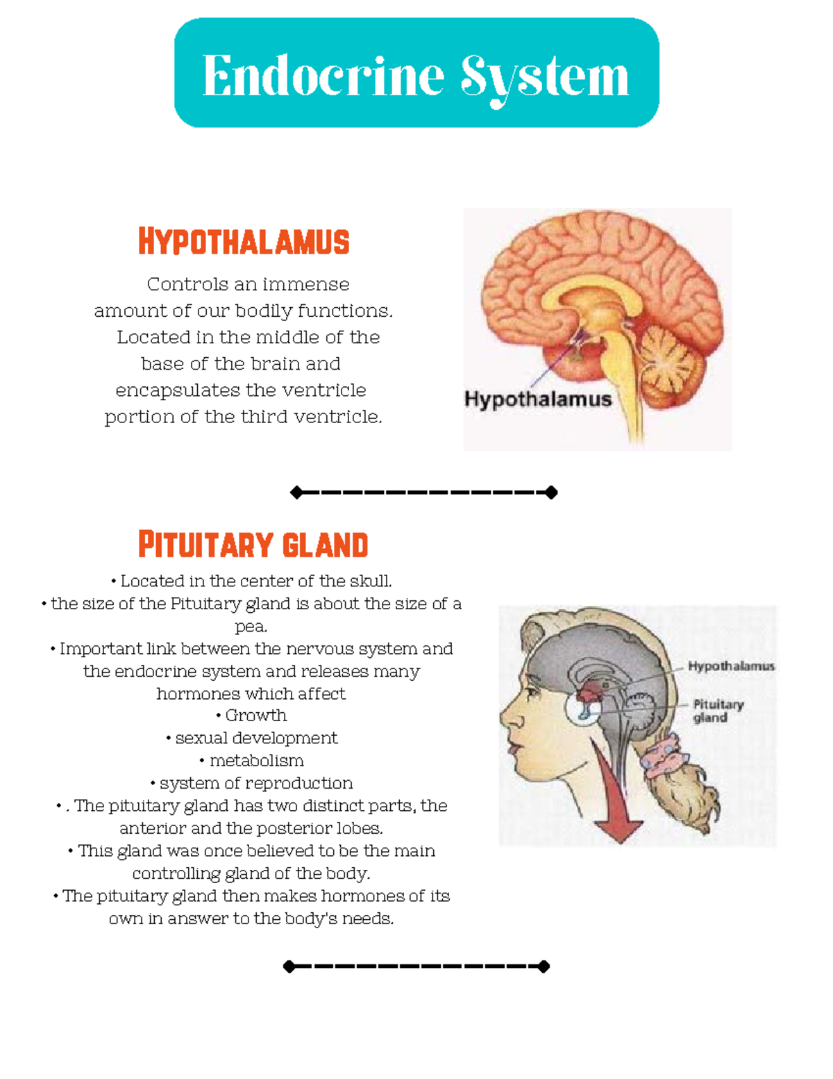 Endocrine - ฀ Located in the middle of the base of the brain and ...