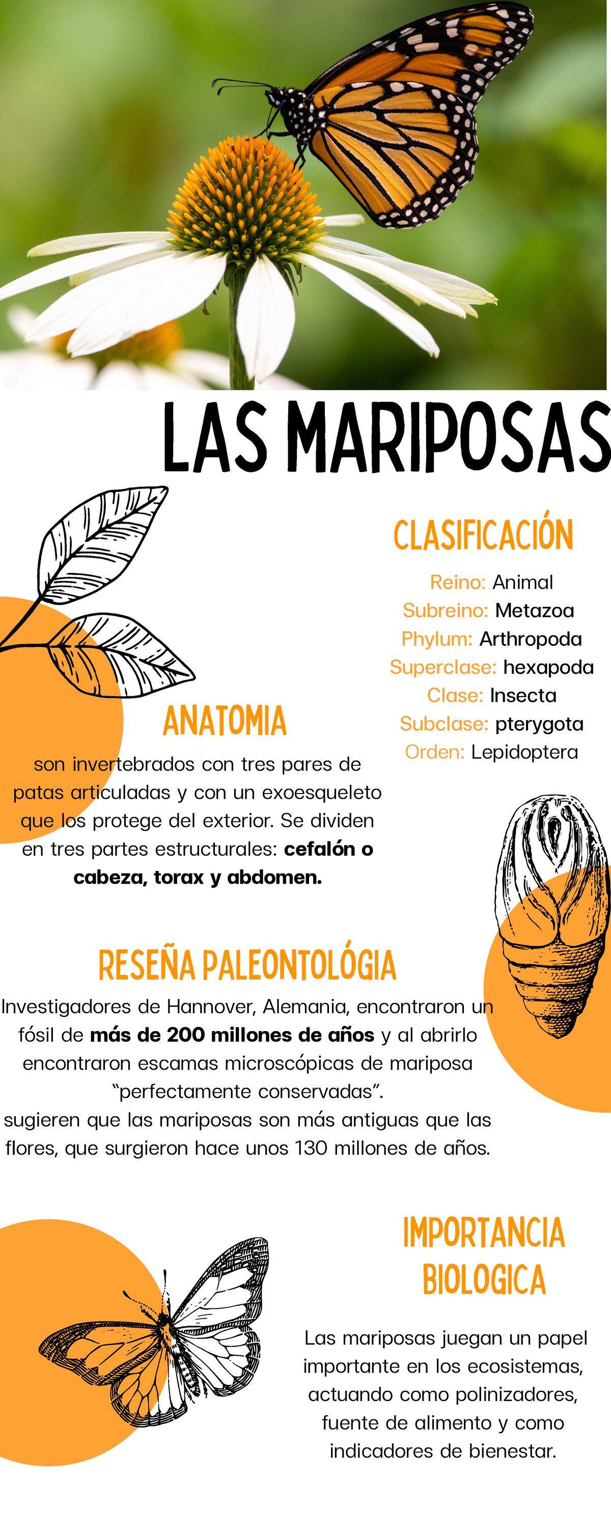 Infografía Ciclo de las Mariposas Orgánico Naranja - anatomia son ...