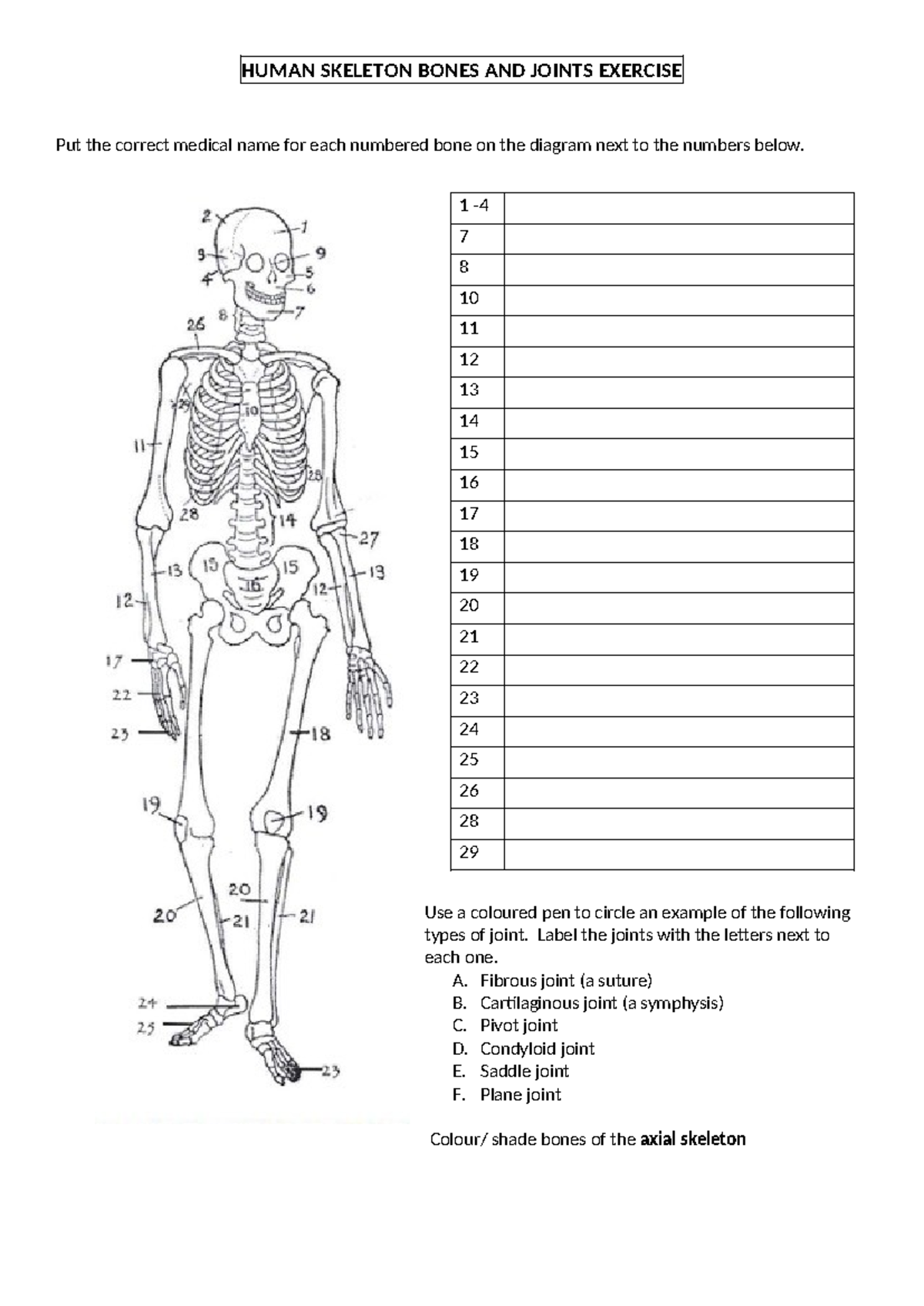 Human Skeleton Bones AND Joints Exercise - HUMAN SKELETON BONES AND ...