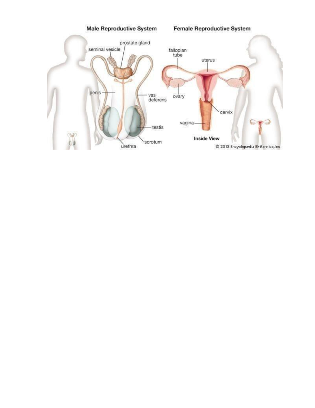 ATI TEAS 7 Biology Review-latest-2023-2024-48 - molecular biology II ...