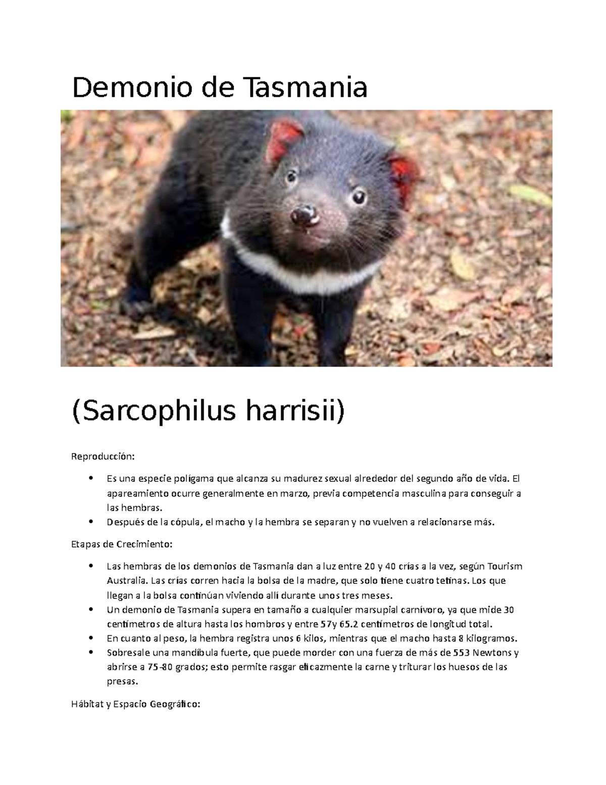 Demonio de Tasmania - Trabajo final de la materia - Demonio de Tasmania ...