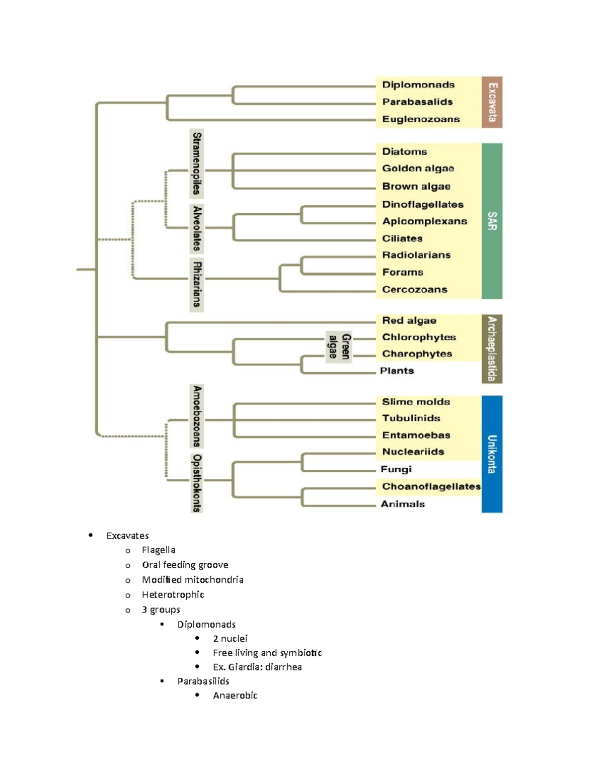 Bio exam #3 - exam 3 - Excavates o Flagella o Oral feeding groove o ...