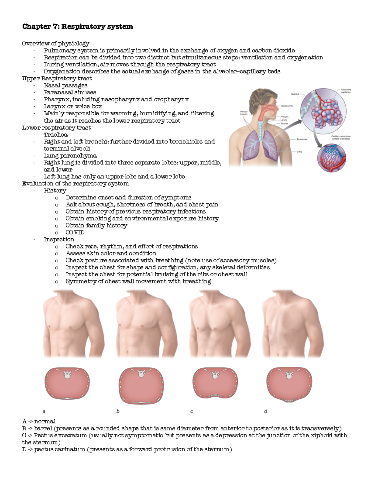 Chapter 7 - Respiratory System: anatomy, examination and pathologies ...