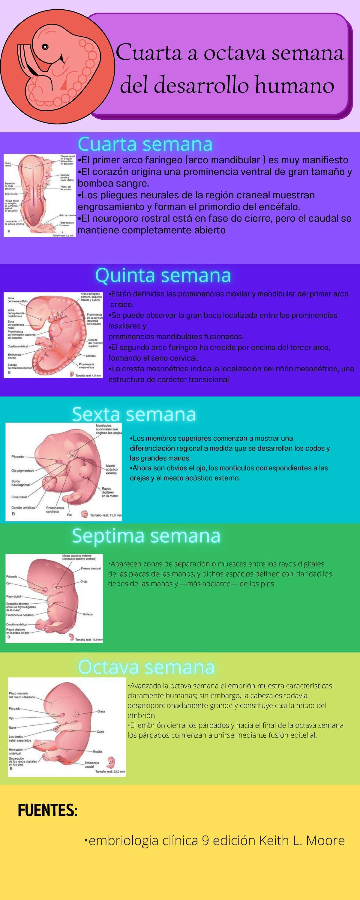 Cuarta a octava semana del desarrollo humano - •El primer arco faríngeo ...
