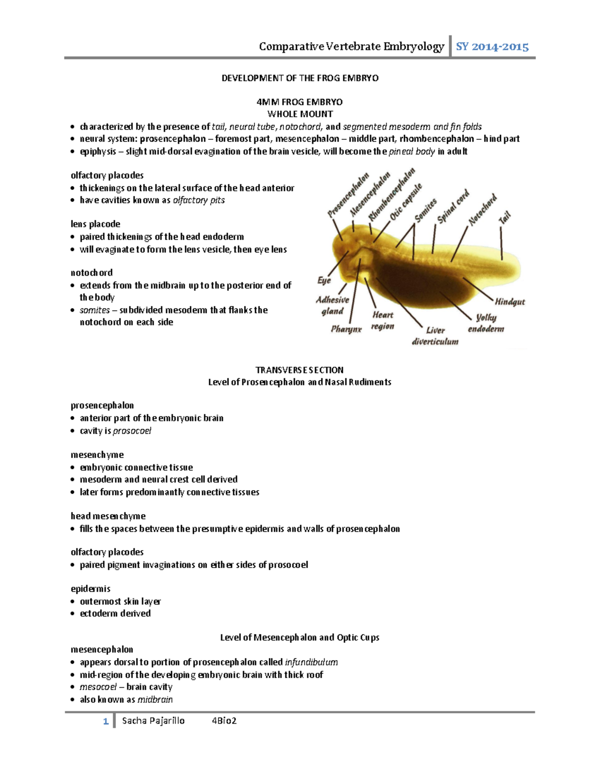 Exercise-4-frog-embryo-4mm-7mm-10mm compress - DEVELOPMENT OF THE FROG ...