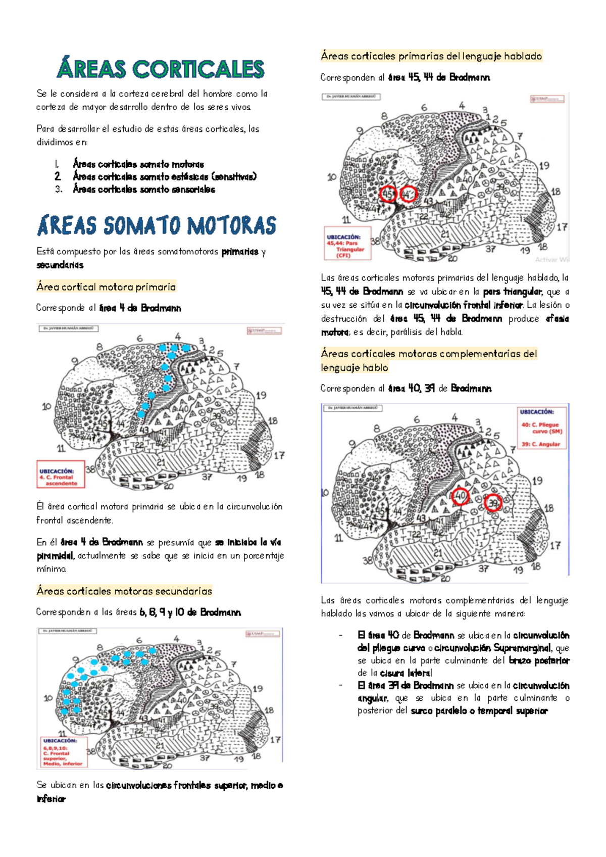 7.3 Áreas Corticales - Se le considera a la corteza cerebral del hombre ...